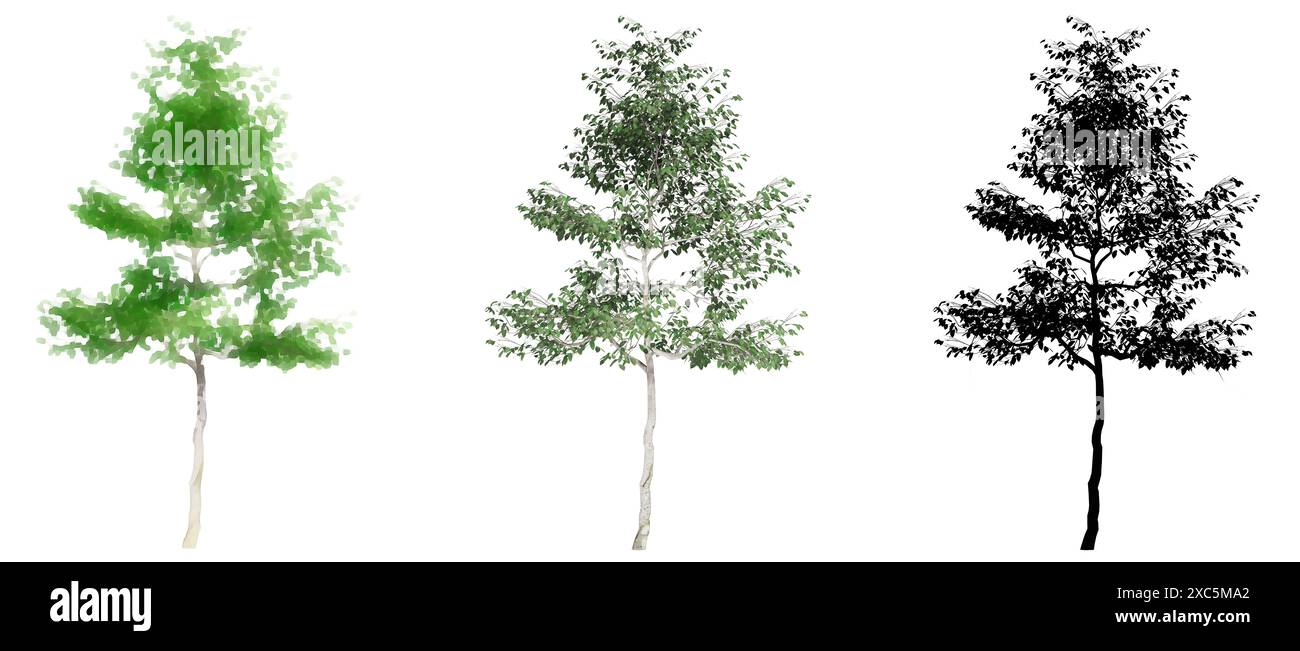 Set or collection of European beech trees, painted, natural and as a ...