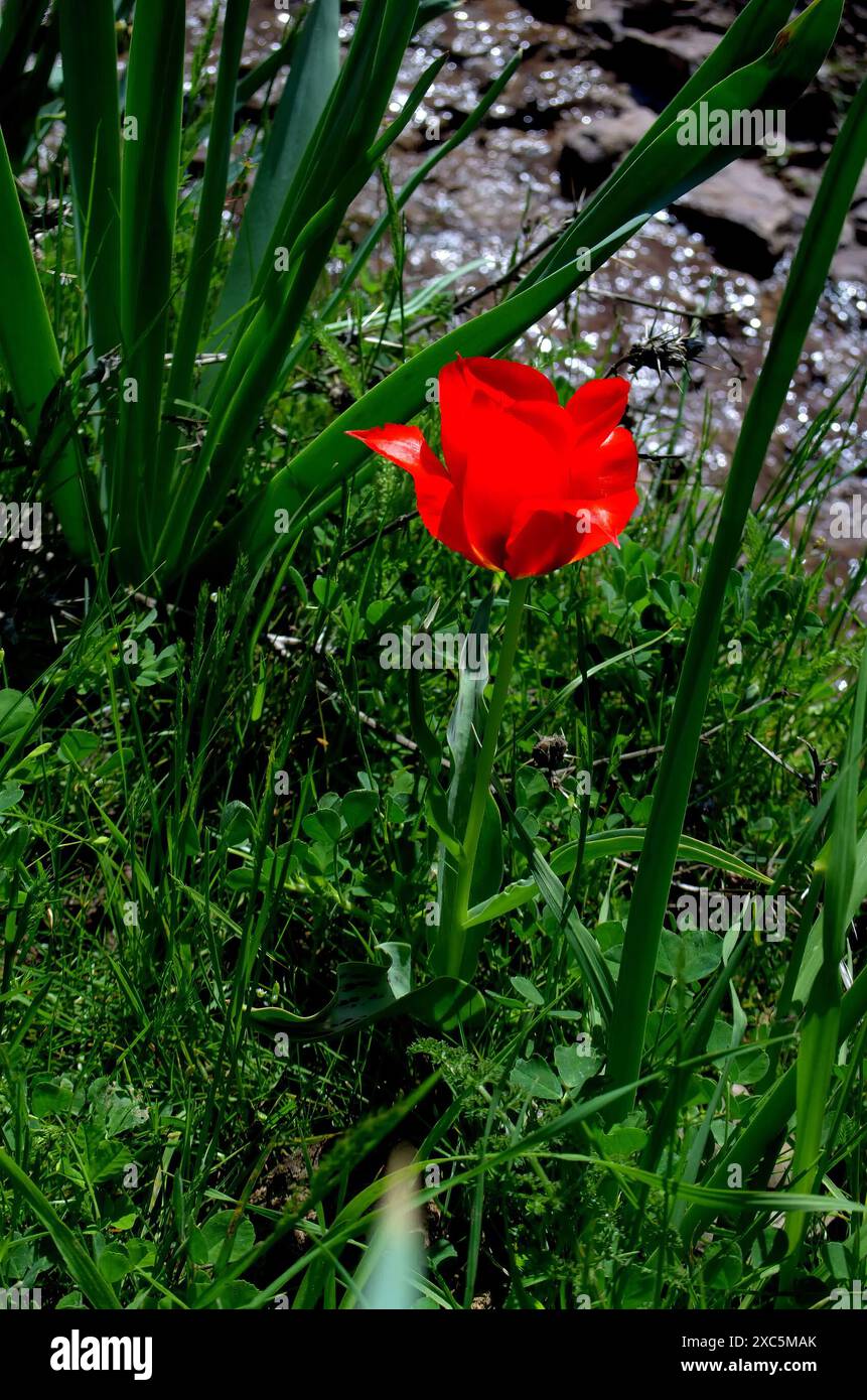 A Scarlet Bloom: Nature's Bold Statement Amidst the Green Stock Photo ...
