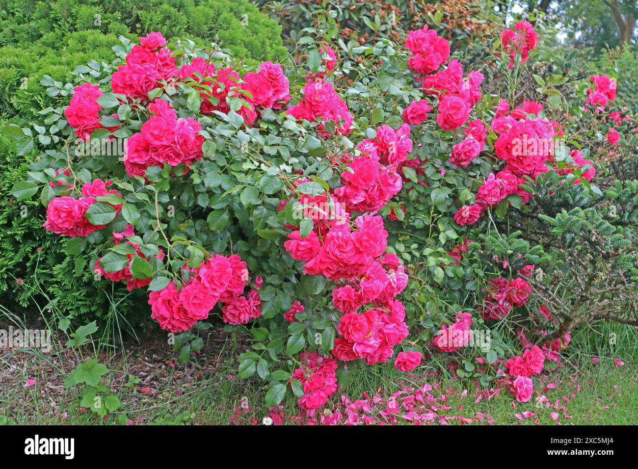 Rosen in Hausgärten Rote Gartenrosen blühen zur Sommerzeit im Juni, der ...