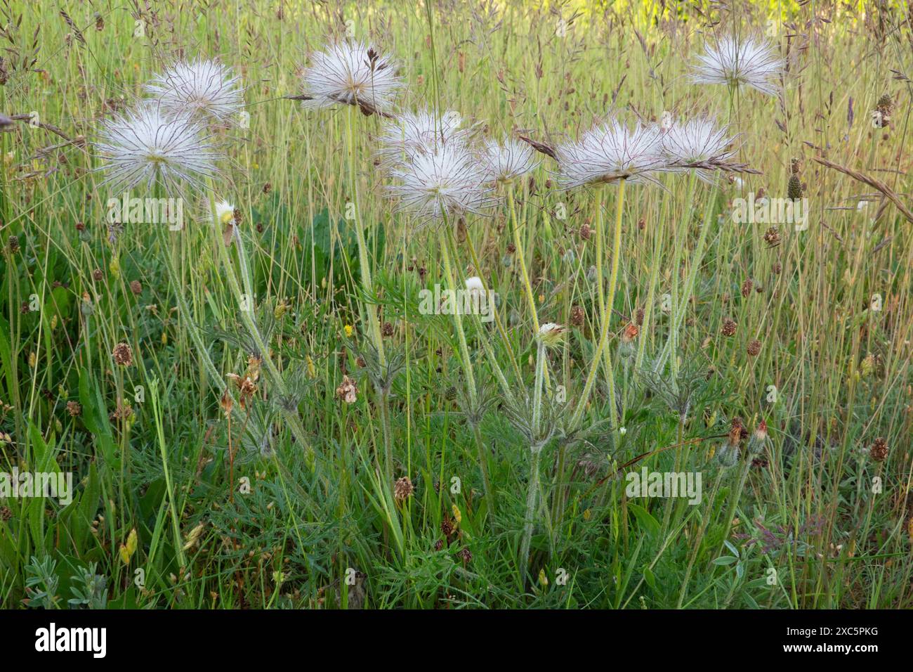 Small pasque flowers after flowering, seeds with long, feather-like ...