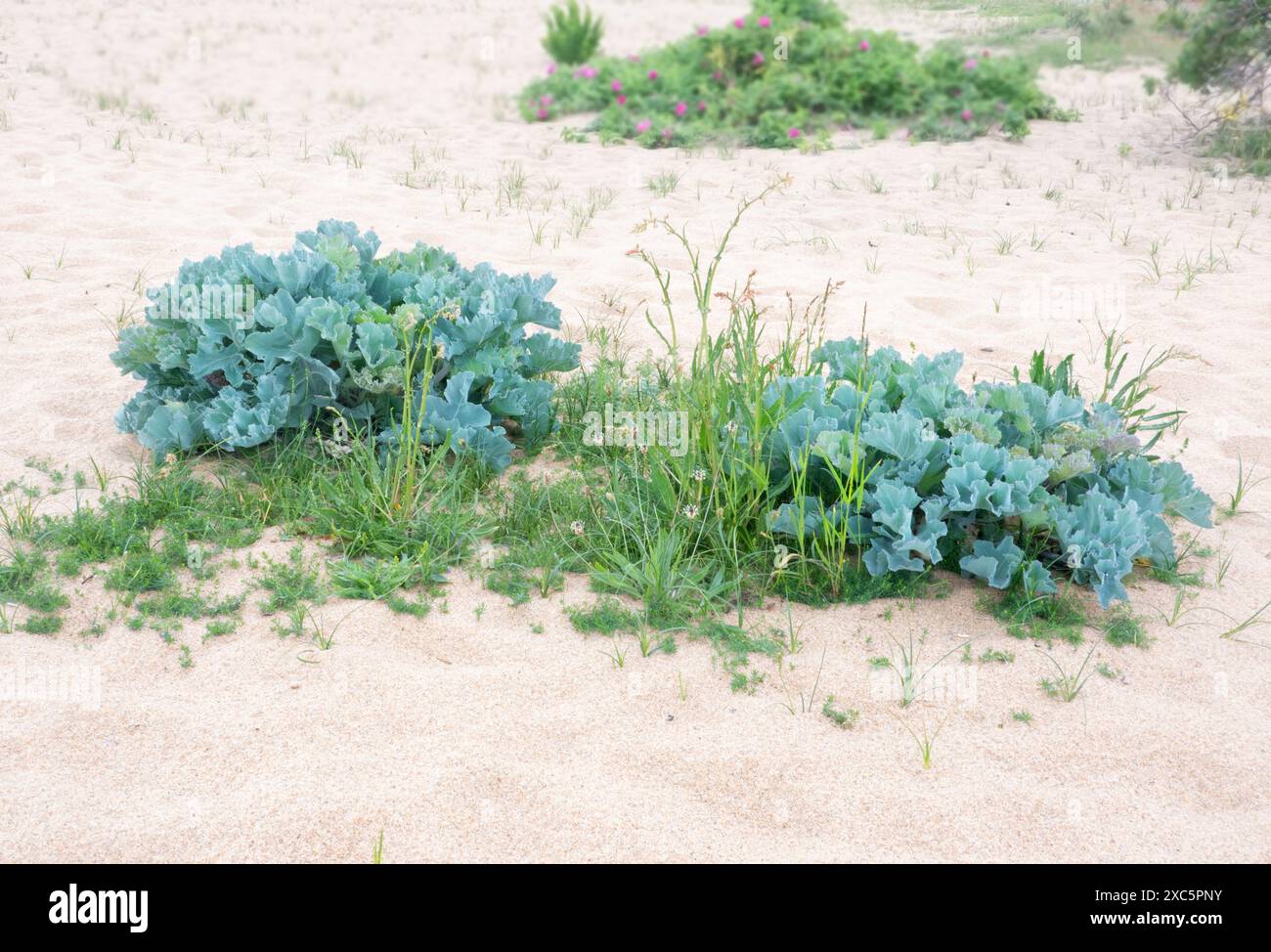 Sea kale, Crambe maritima, growing on a beach Stock Photo - Alamy
