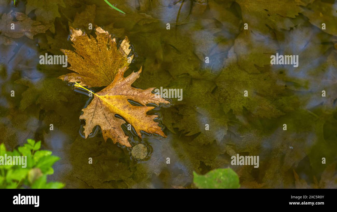 Autumn leaf floating in water, symbolizing change, reflection, and the fleeting nature of time ...