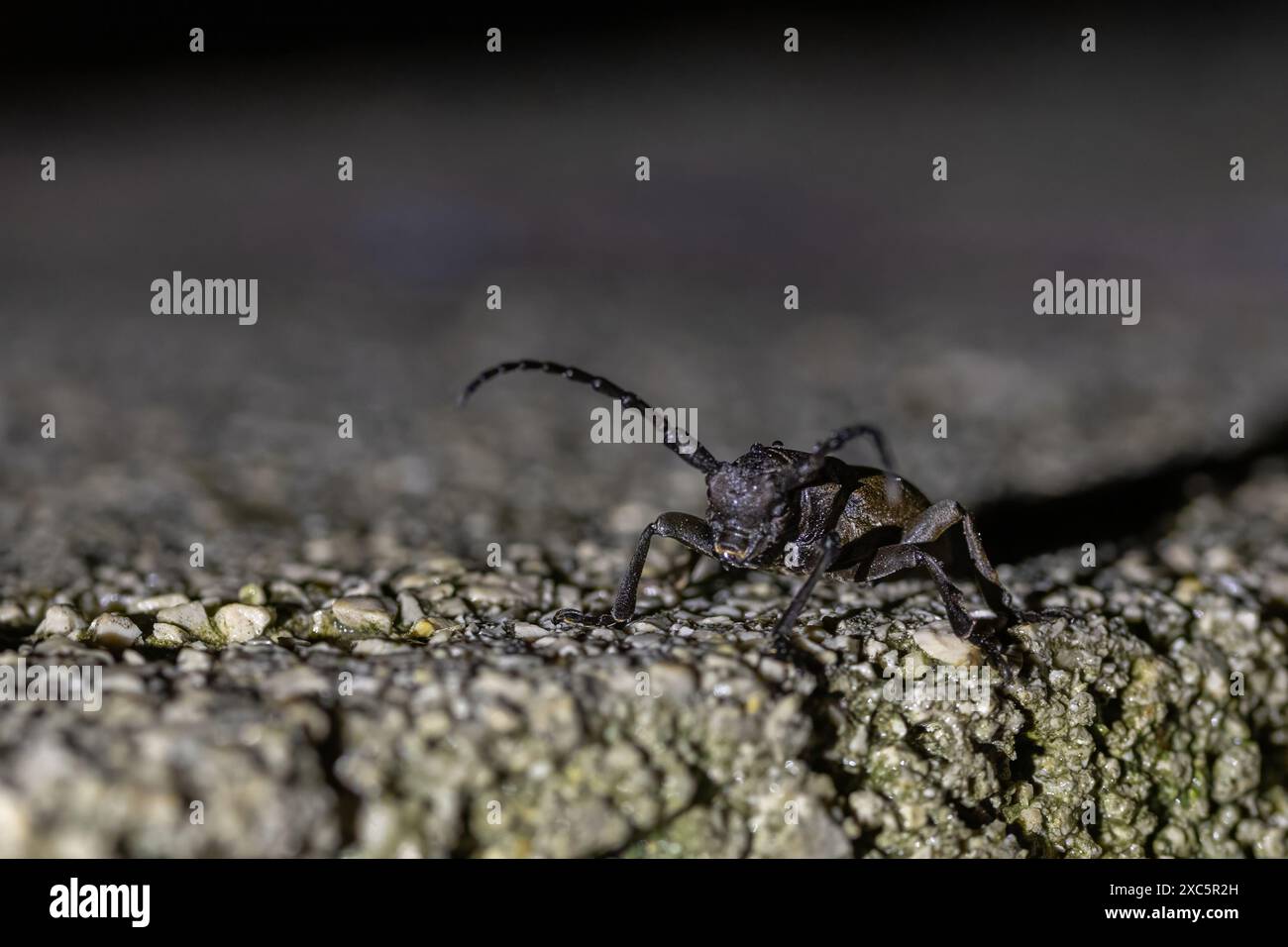 Close up shot beetle insect hi-res stock photography and images - Alamy