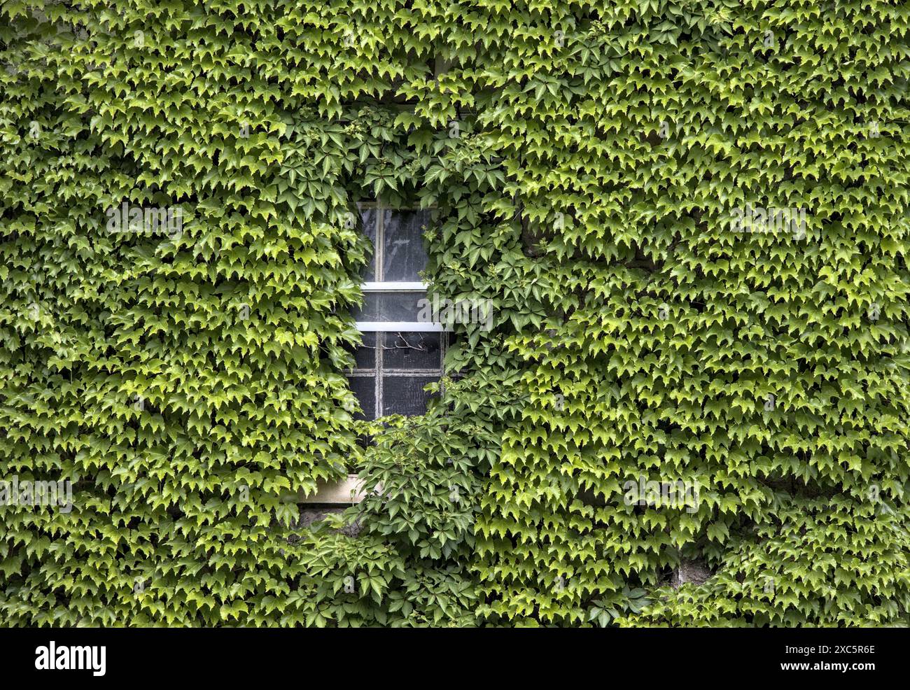 abandoned building overgrown with green ivy (plants reclaiming old home ... abandoned building overgrown with green ivy (plants reclaiming old home ...