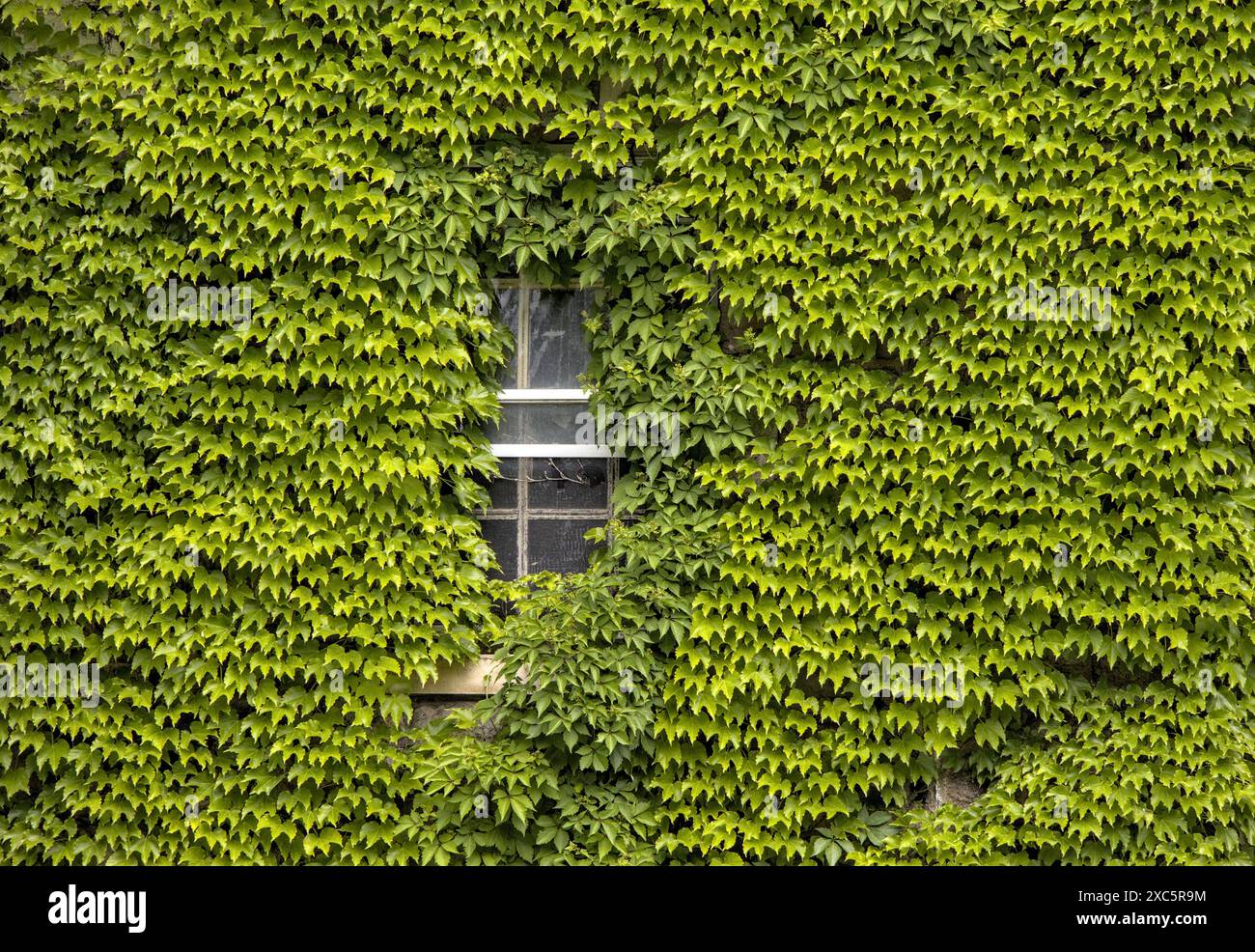 abandoned building overgrown with green ivy (plants reclaiming old home ...