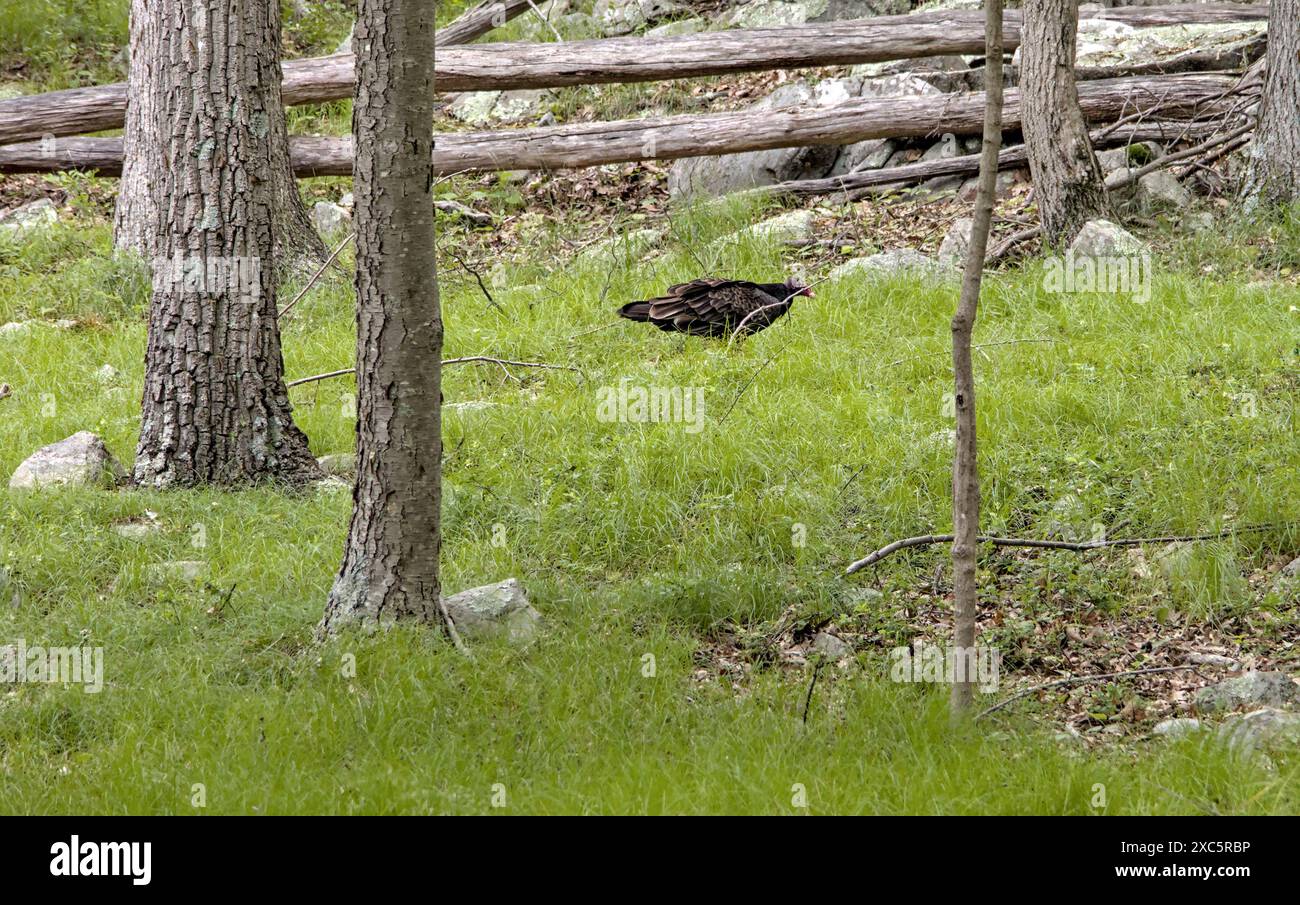 turkey vulture in the forest eating dead animal (tree grass woods ...