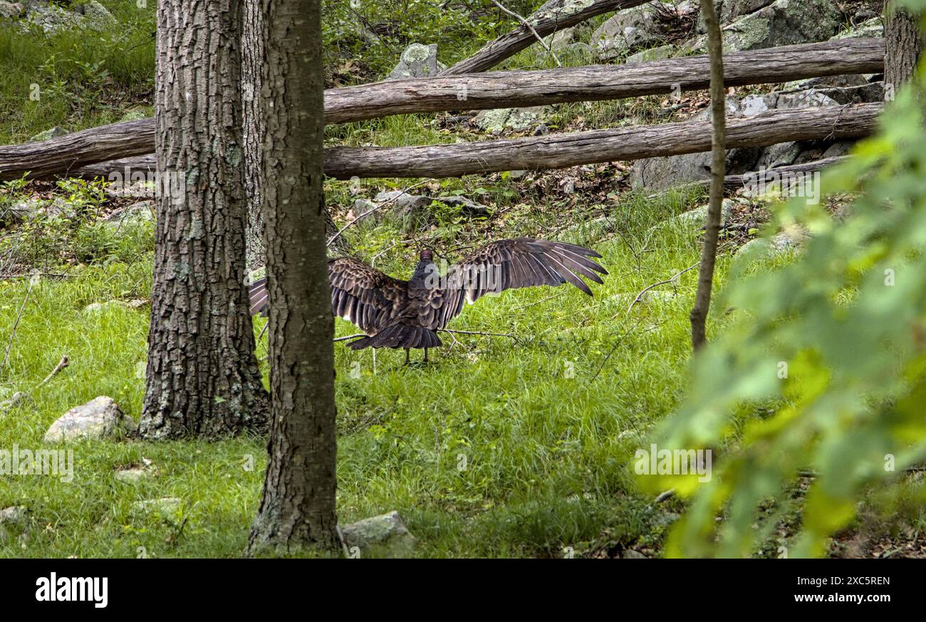 turkey vulture in the forest eating dead animal (tree grass woods ...