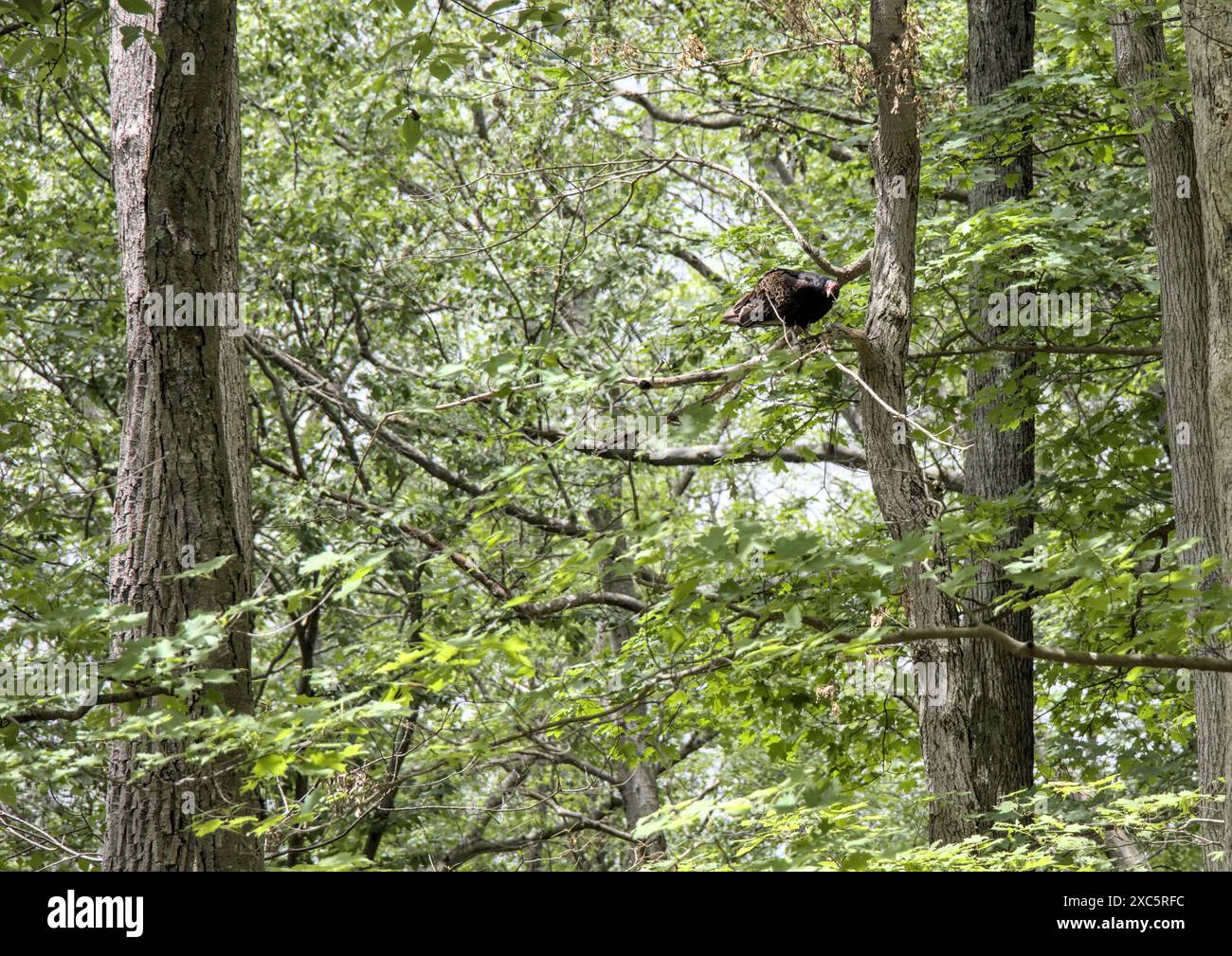 turkey vulture in the forest eating dead animal (tree grass woods ...