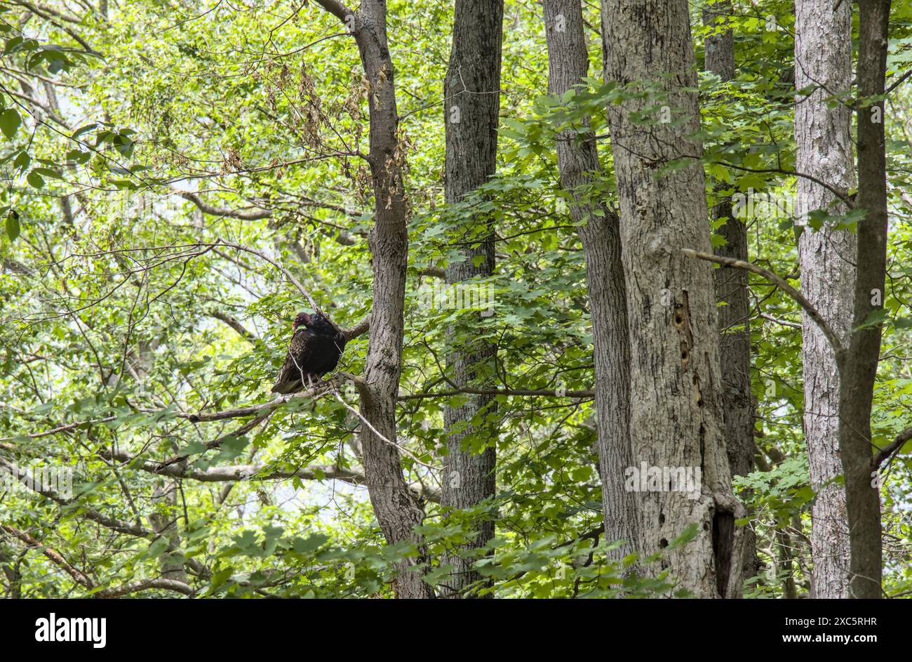 turkey vulture in the forest eating dead animal (tree grass woods ...