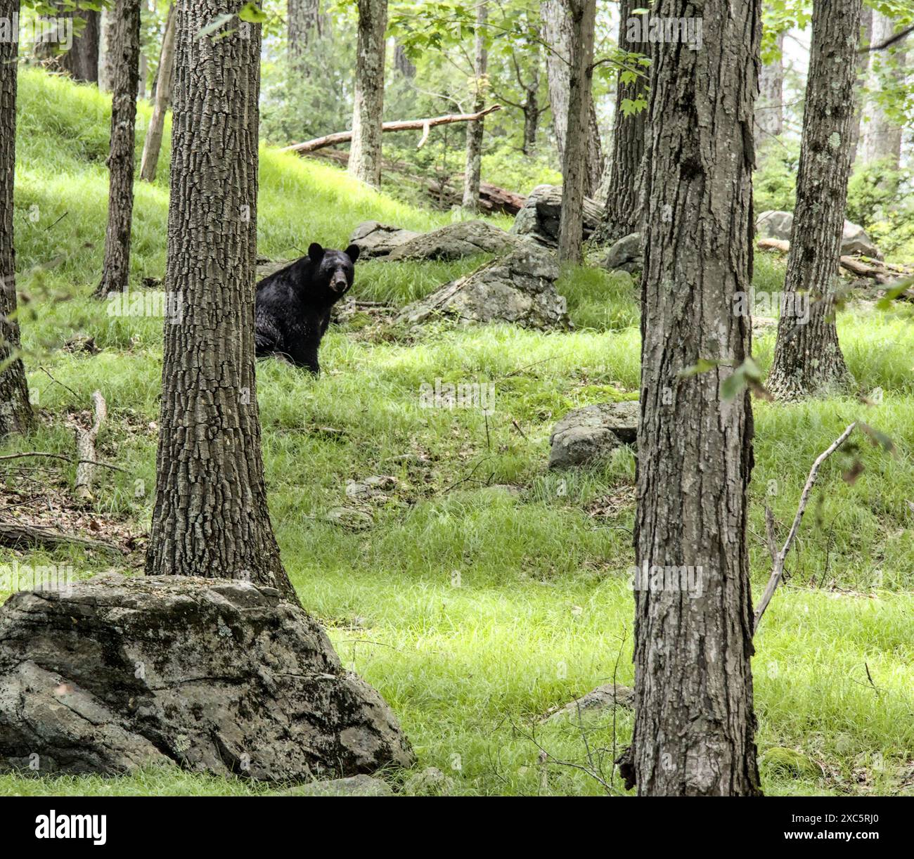 american black bear in the forest (trees grass Stock Photo - Alamy