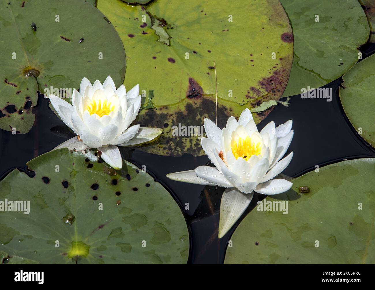 Lilli pad hi-res stock photography and images - Alamy