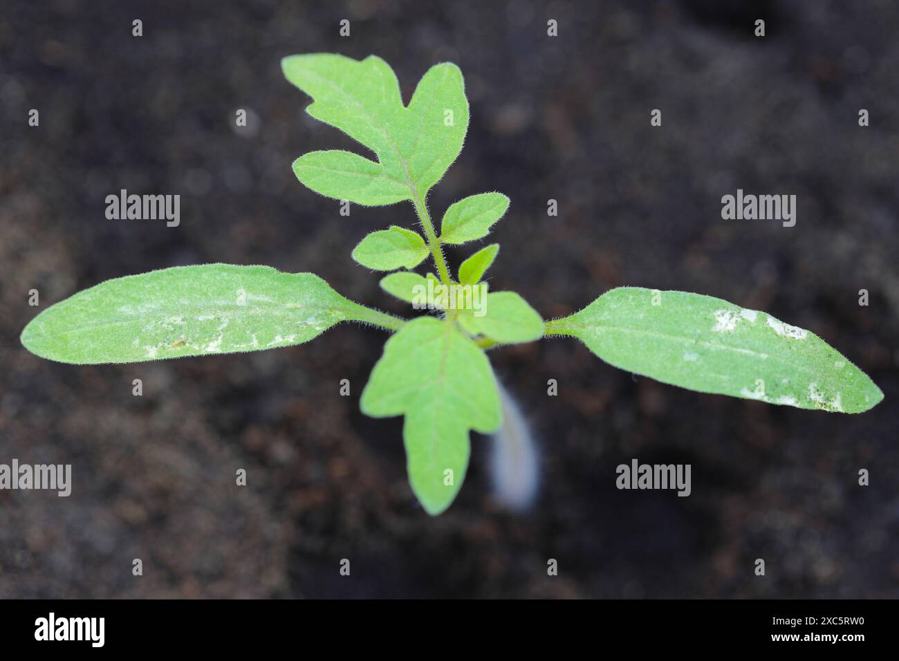 Thrips Damage Tomato How To Treat Thrips Disease On Tomato?