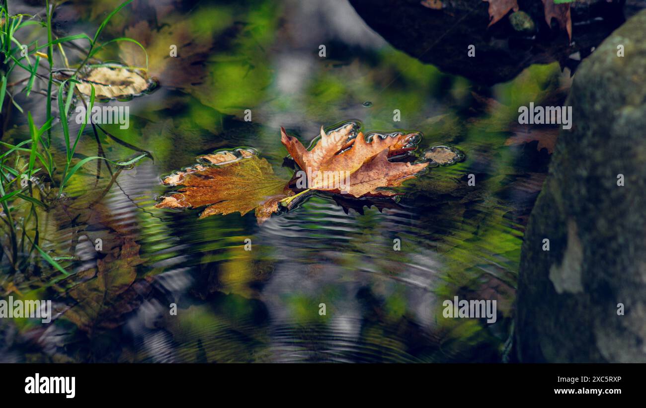 Autumn leaves floating on water, symbolizing change, transition, reflection, and the passage of ...