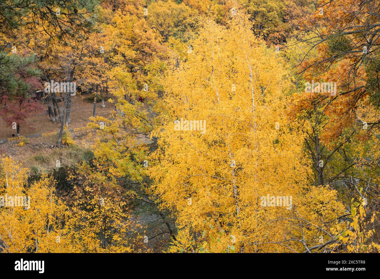 Autumn birch trees with golden leaves, wild forest on riverside hill Stock Photo - Alamy