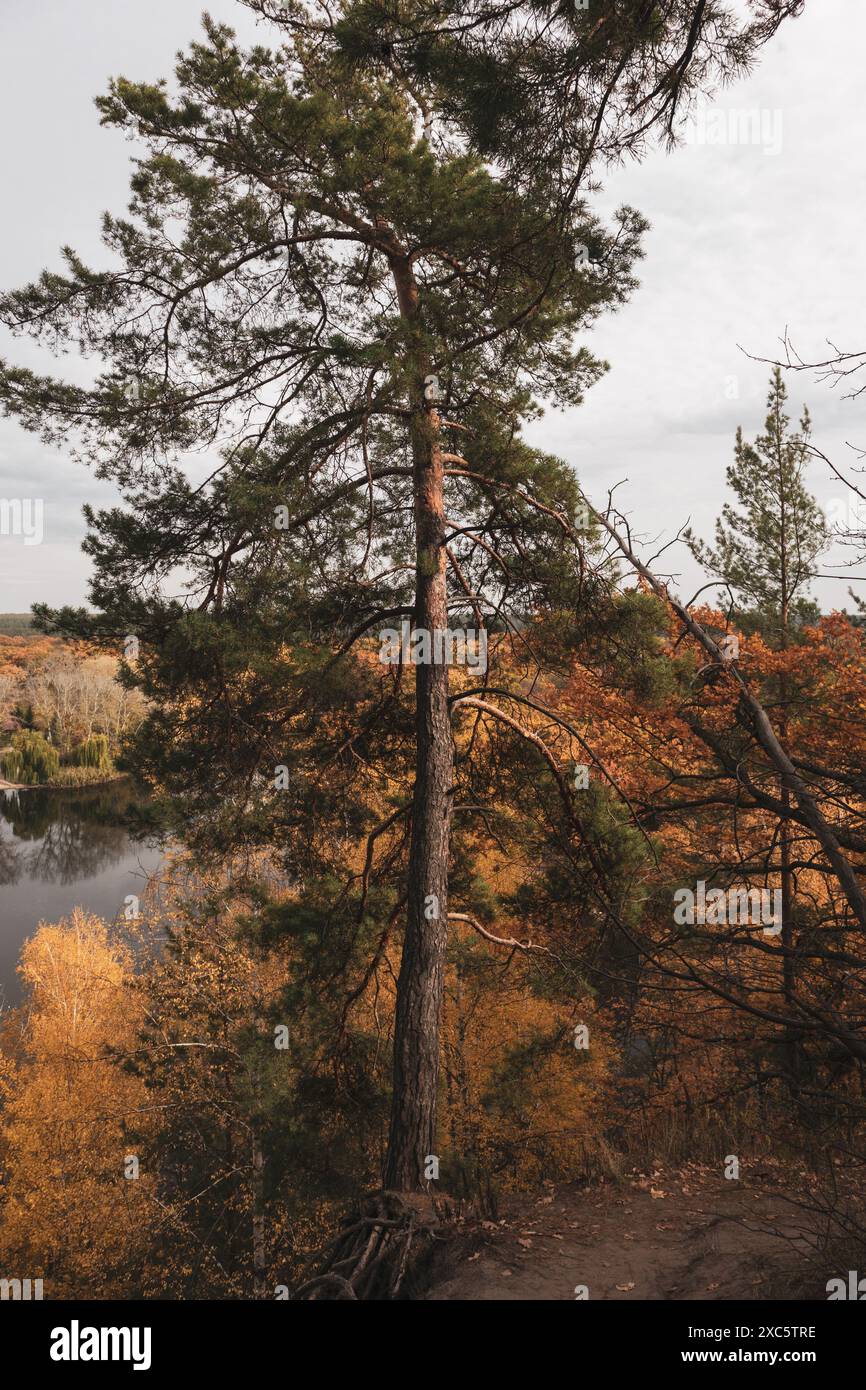 Autumn forest tall tree hi-res stock photography and images - Alamy