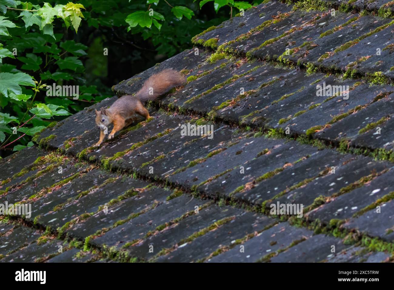 squirrel on a roof Stock Photo - Alamy