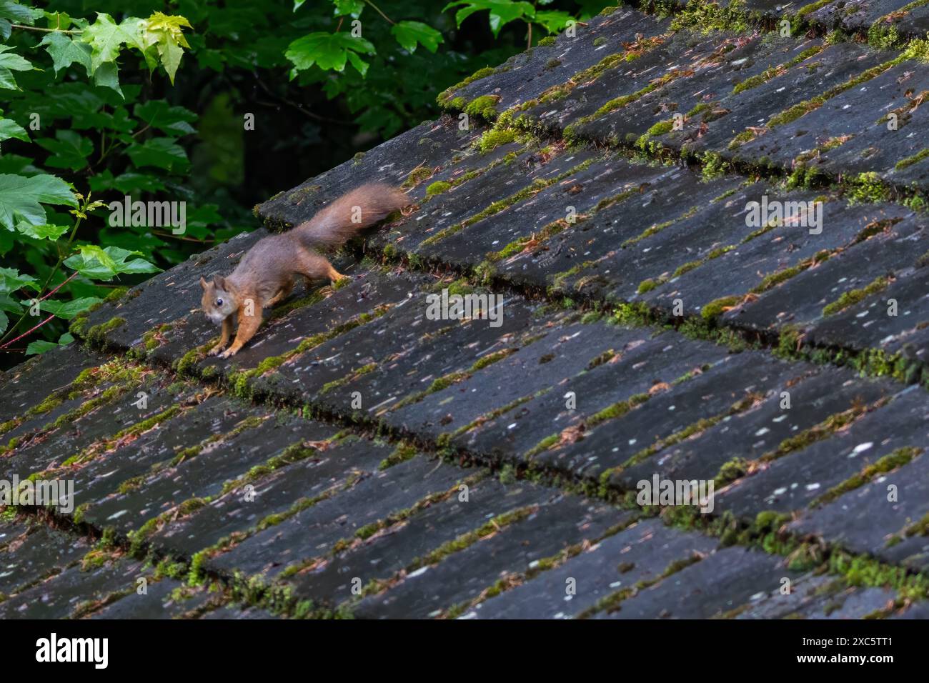 squirrel on a roof Stock Photo - Alamy