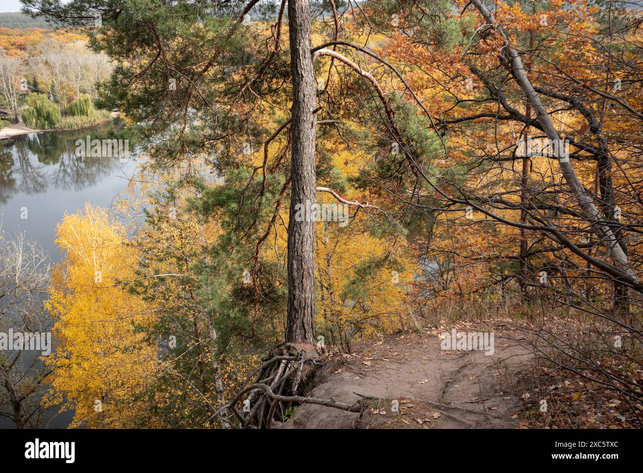 Tall pine tree on riverside hill in autumn colors forest Stock Photo ...