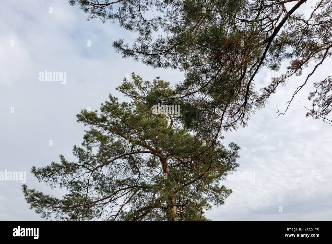 Green Pine Tree Branches Look Up in Wild Forest with Grey Cloudy Sky ...