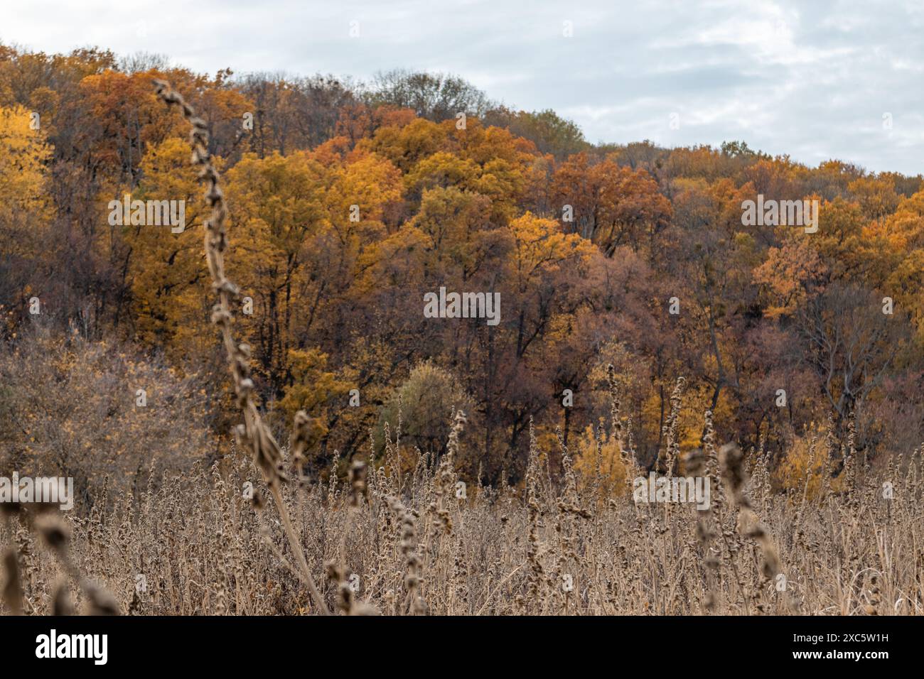 Rural autumn with golden forests and dry grass fields against a cloudy ...