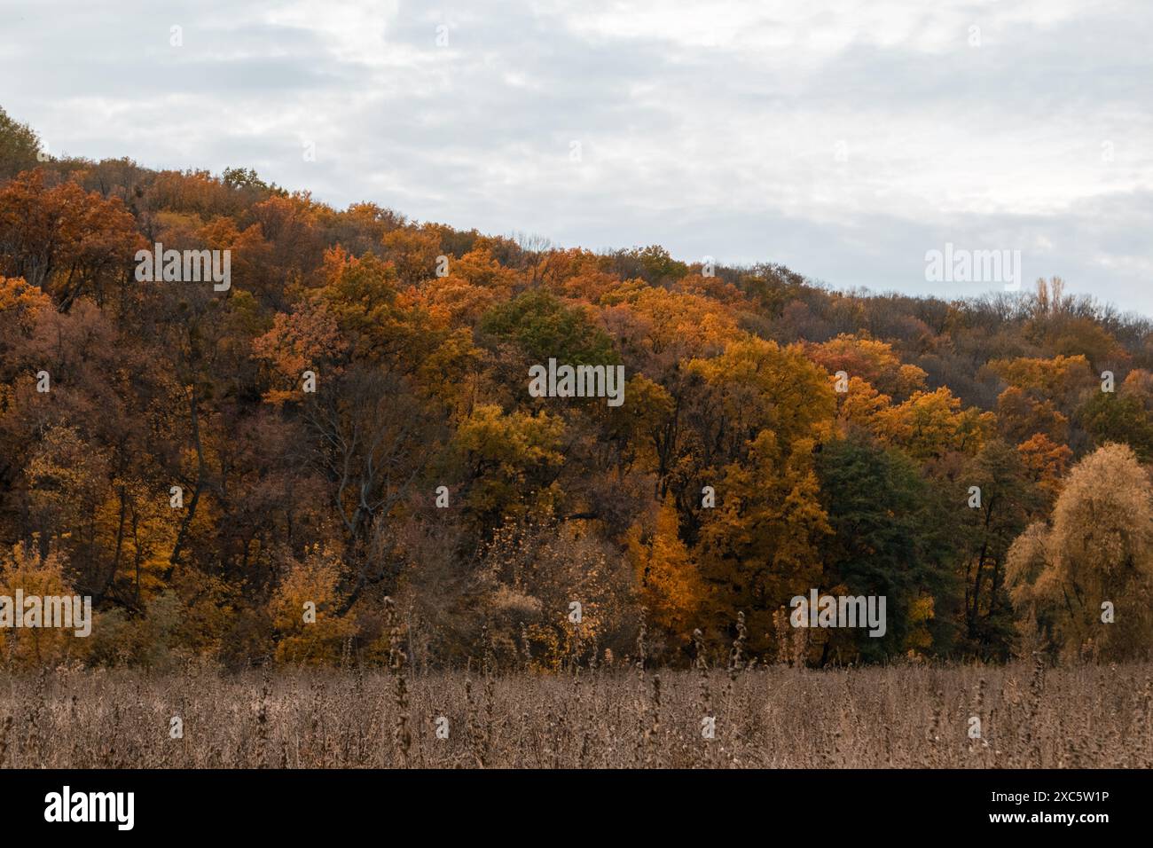Autumn golden forest and dry grass field with cloudy grey sky Stock Photo - Alamy