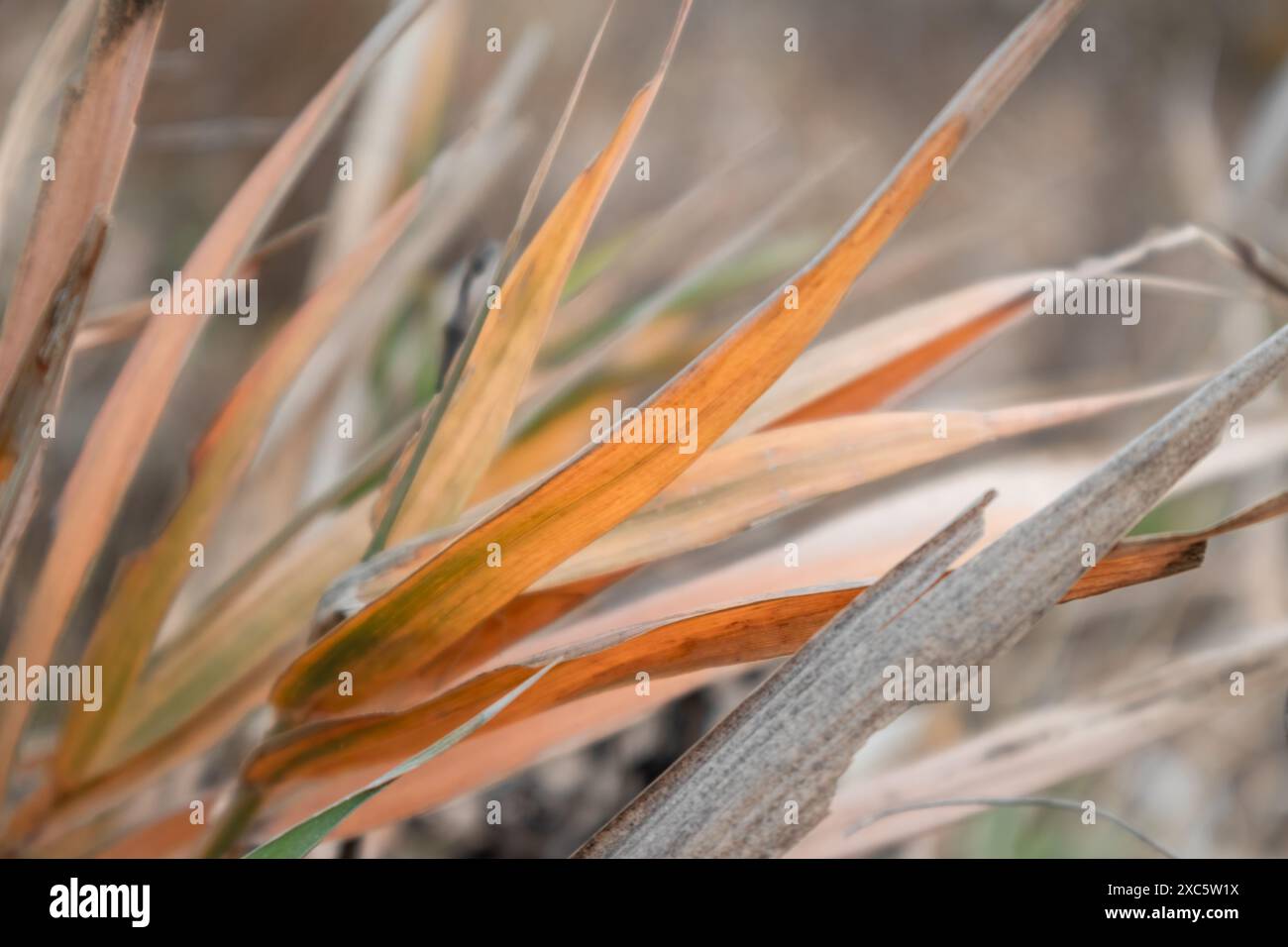 Dry autumn grass thickets with sharp colorful leaves close-up Stock ...