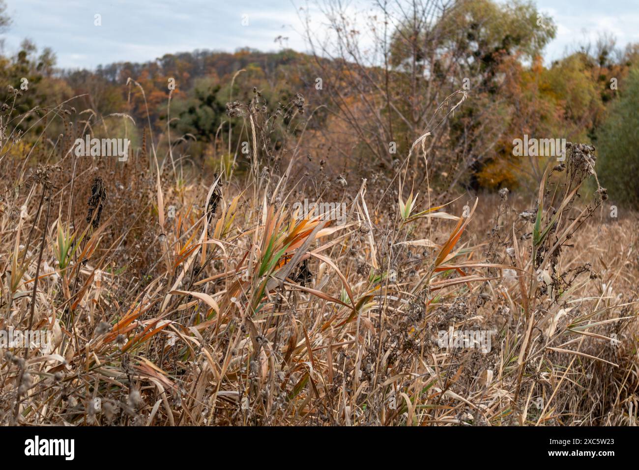 Wilderness scene with thickets of dry reeds and grasses in autumn Stock ...