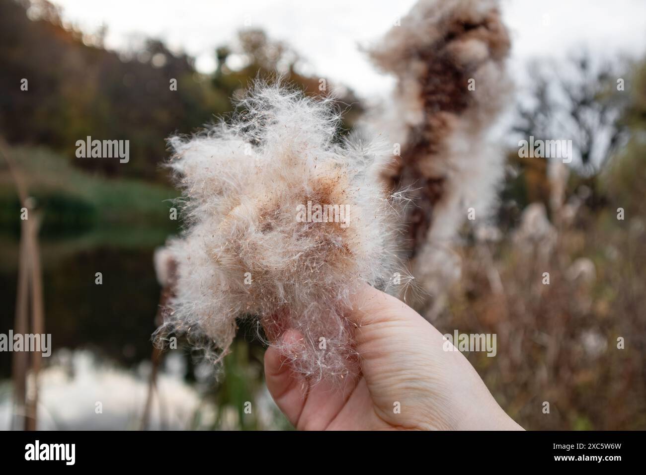 Hand holding autumnal reeds cattail fluff by riverside, adding personal ...