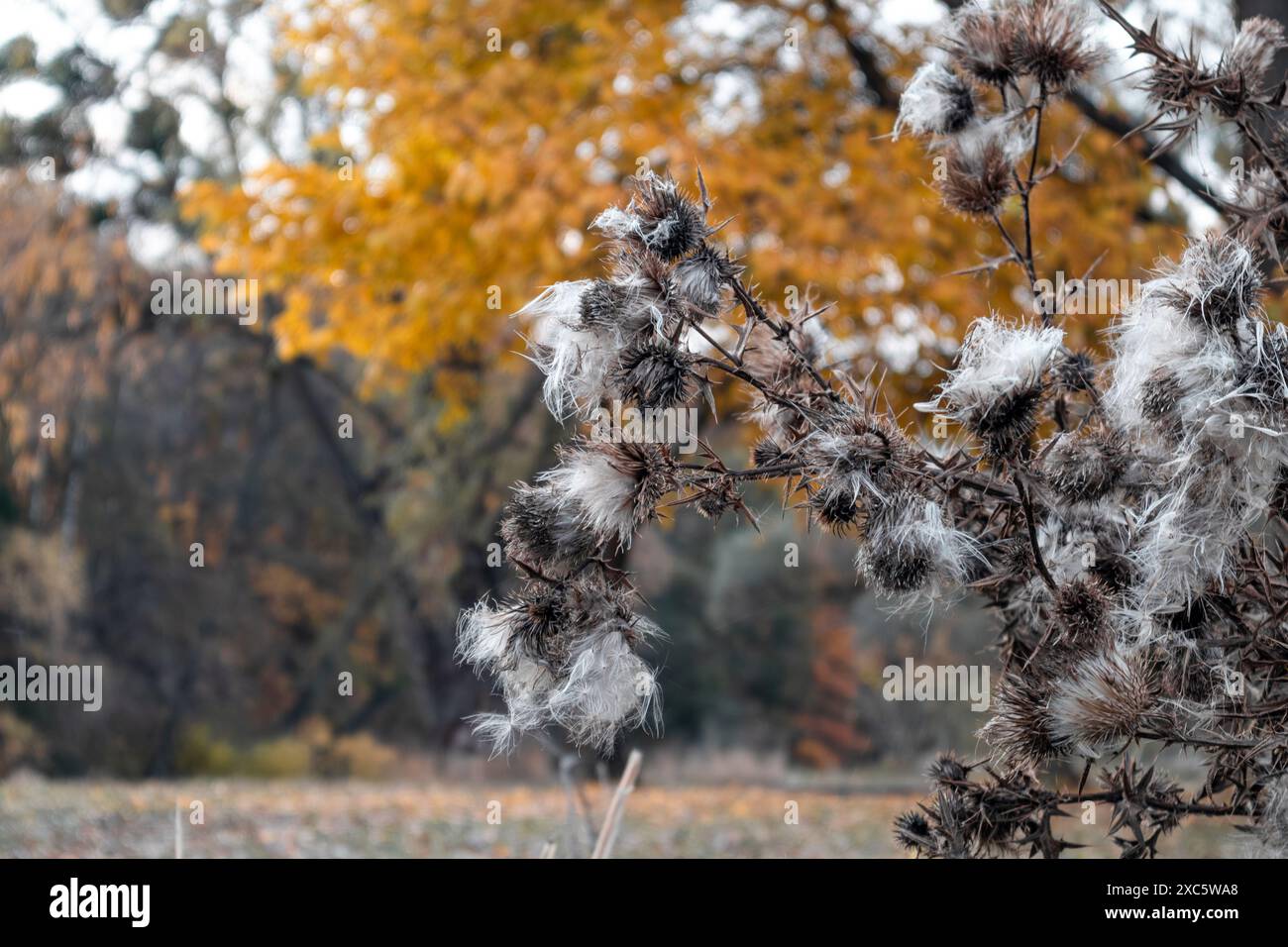 Close-up view of dry prickly flower seed heads with white fluff in ...