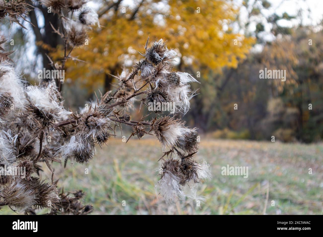 Autumn close-up of dry prickly flower seed heads with white fluff in ...
