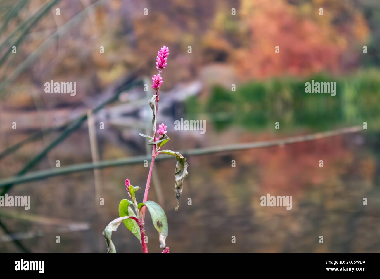 Water Smartweed (Persicaria amphibia) pink flowers with thin green ...