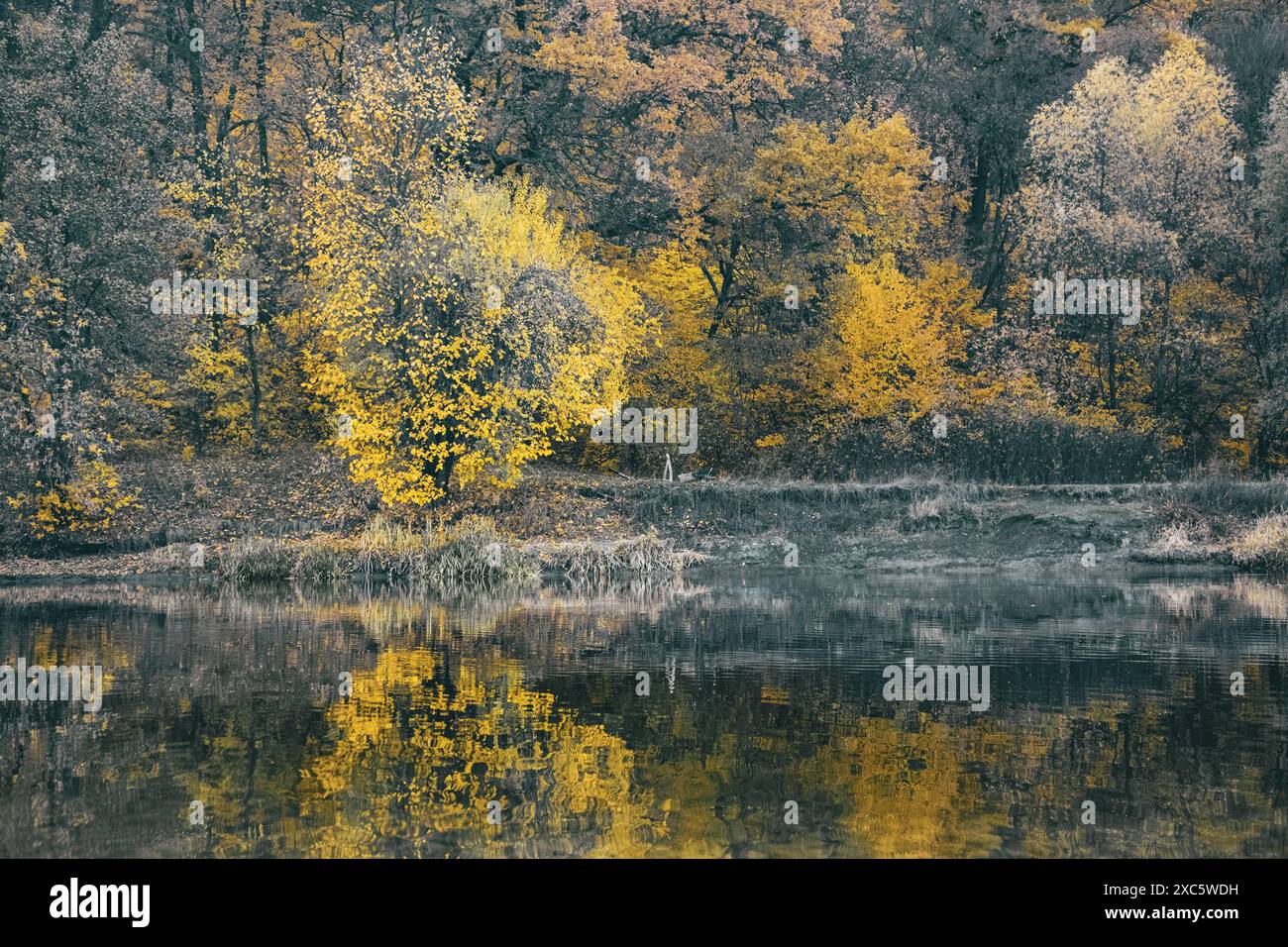 Yellow autumn forest on riverside with trees mirror reflection on calm ...