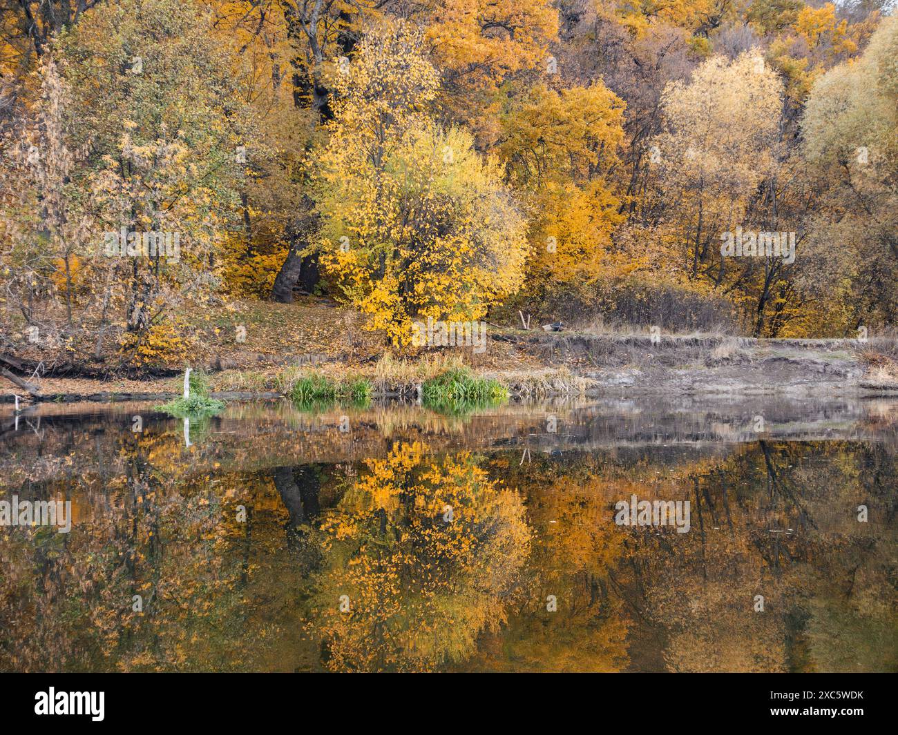 Vibrant golden autumn river with trees mirror reflection on calm water ...