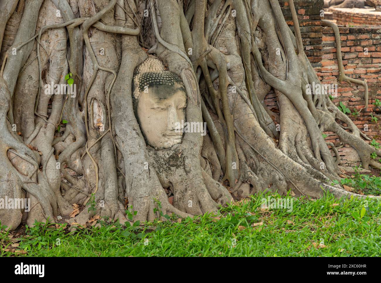 A picture of the famous Buddha face in dodhi tree roots at the Wat ...