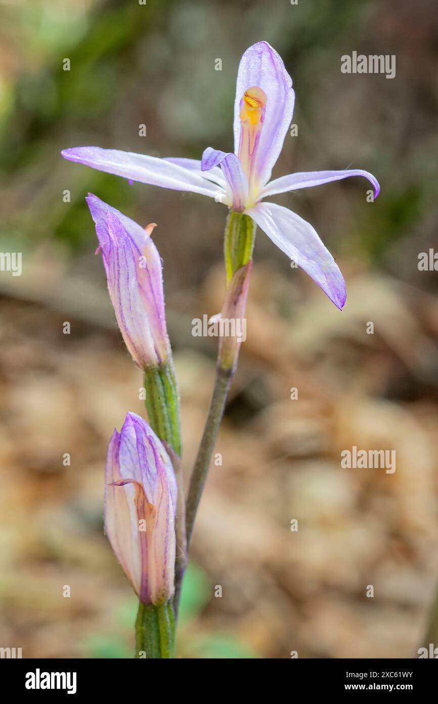 Lesser limodore (Limodorum trabutianum), Orchidaceae. rhizomatous ...