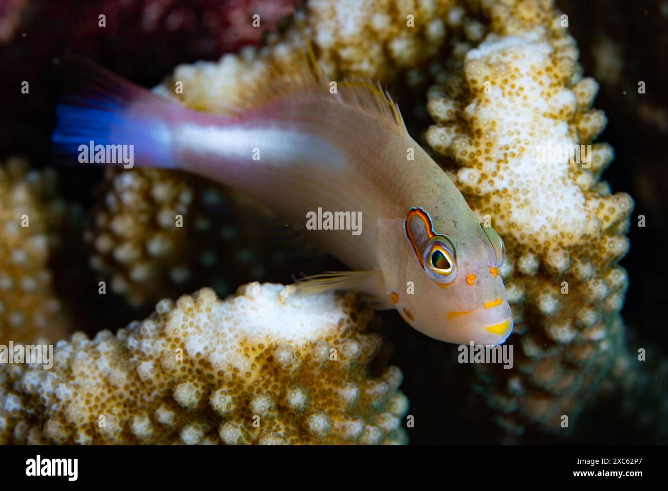 An arc-eye hawkfish, Paracirrhites arcatus, sits on a coral colony in ...