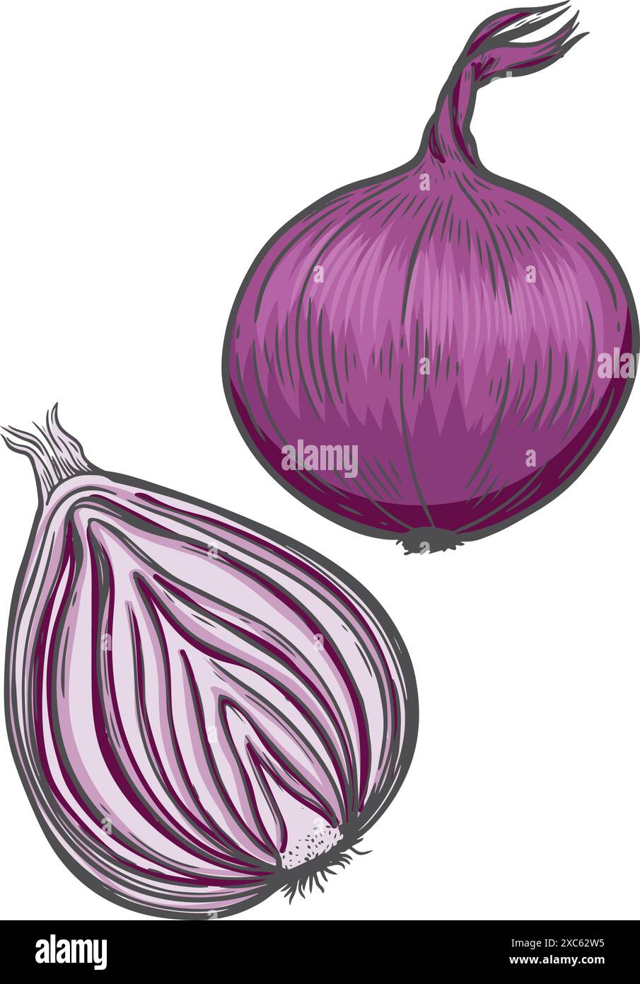 Onion vegetable line drawing vector vintage illustration Stock Vector ...