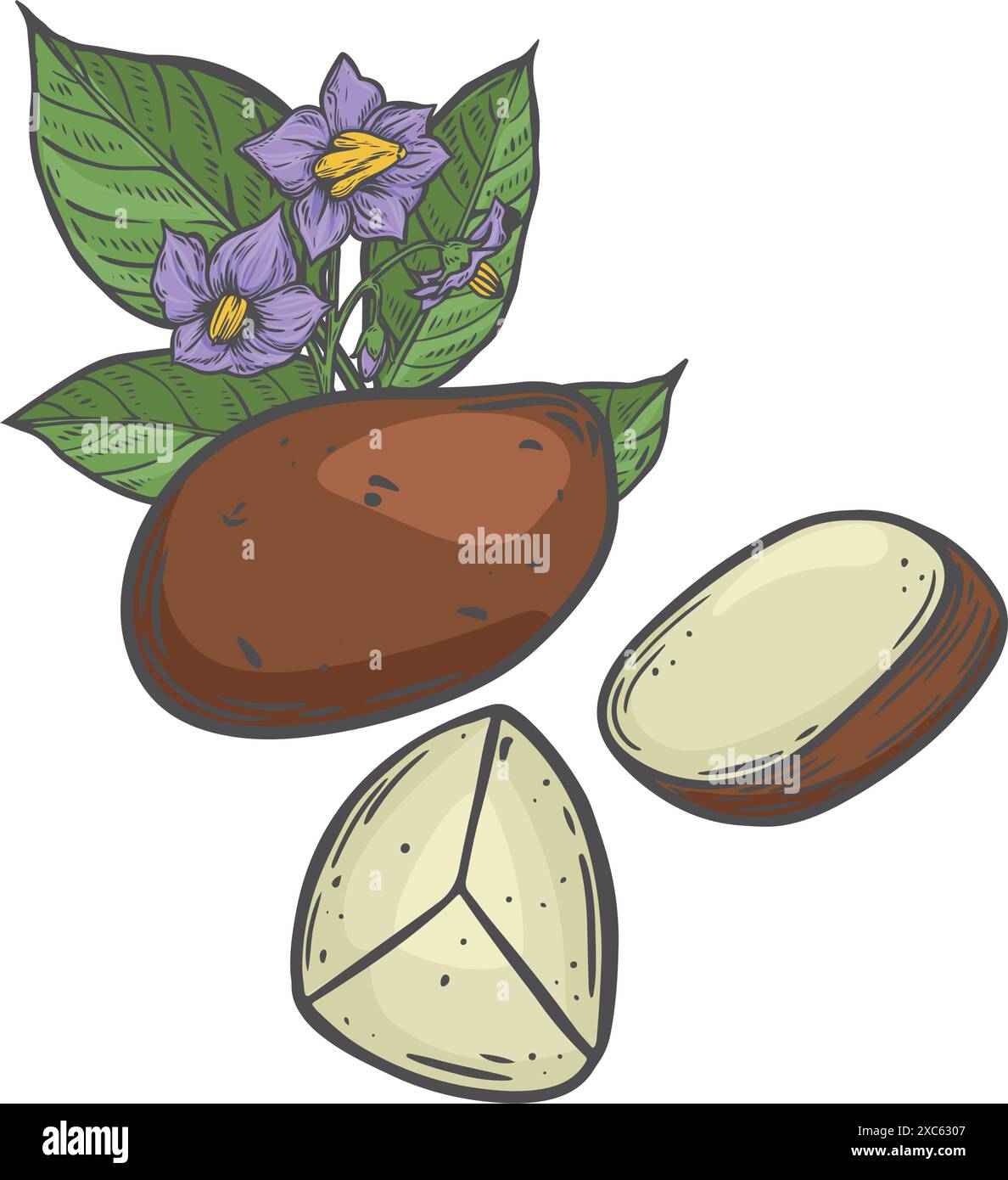 Potato botanical vintage illustration line drawing vector Stock Vector ...