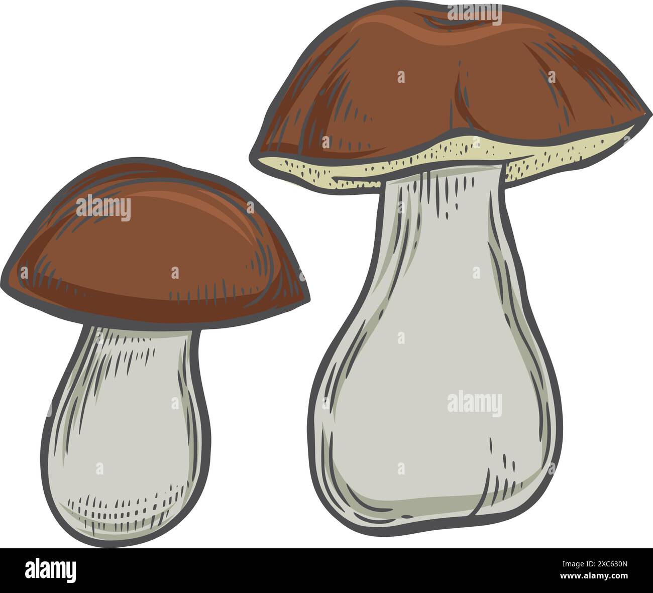 Porcini mushrooms line drawing isolated on white background Stock ...