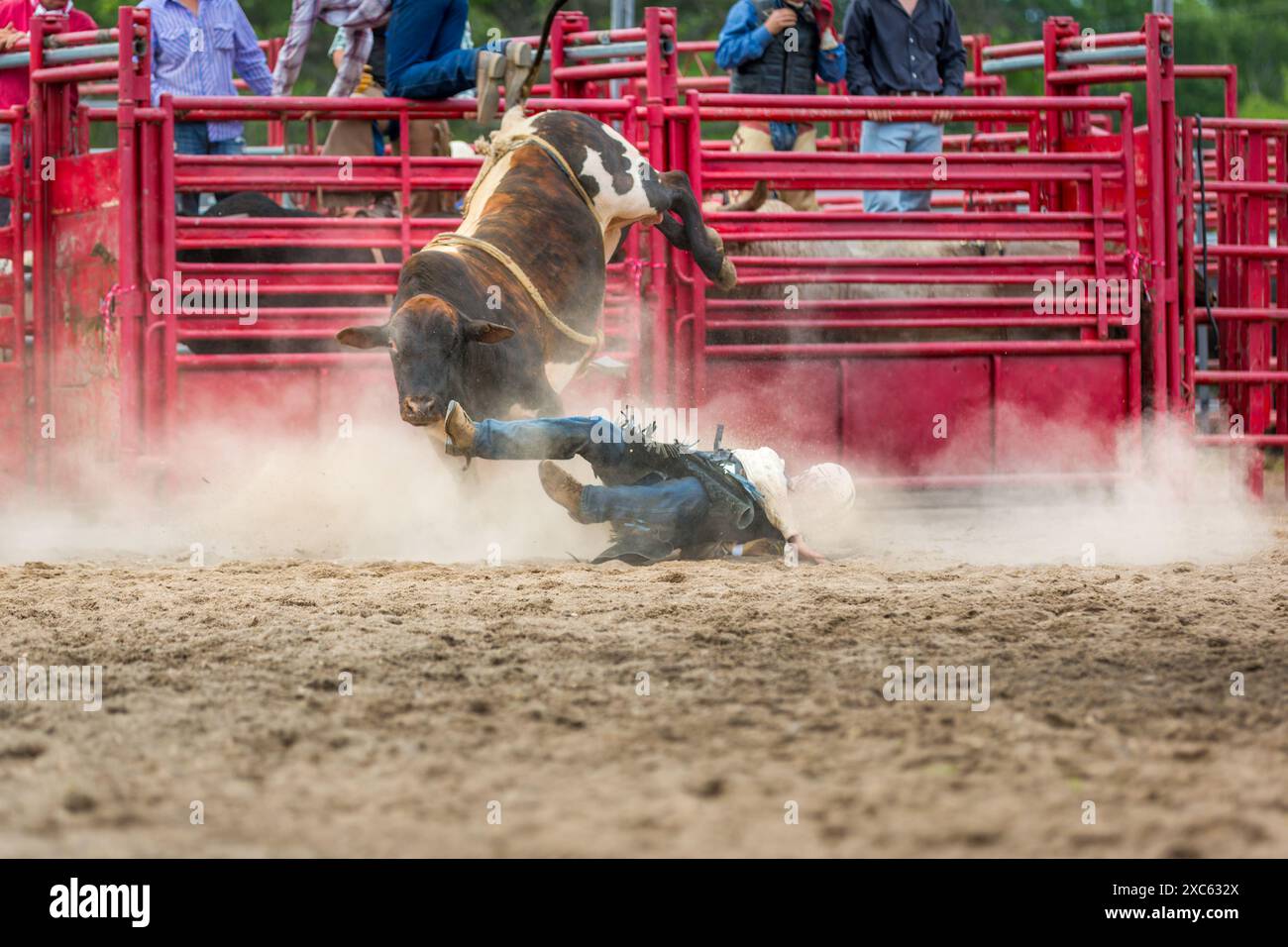 Unidentifiable fallen bull rider in a generic rodeo arena Stock Photo ...