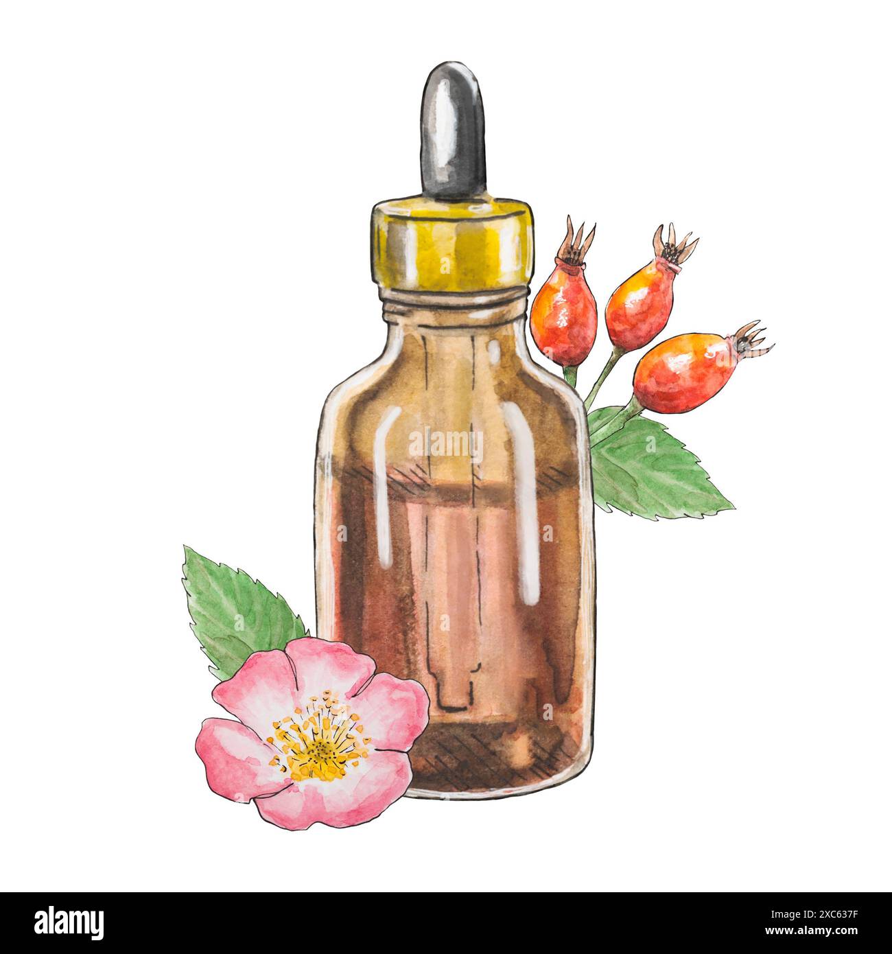 Watercolor illustration of glass dropper bottle with pipette filled ...