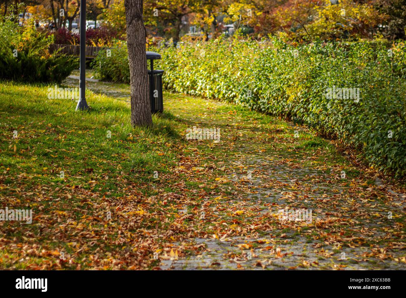 Leaf-strewn autumn path symbolizing life's journey, transitions, and ...