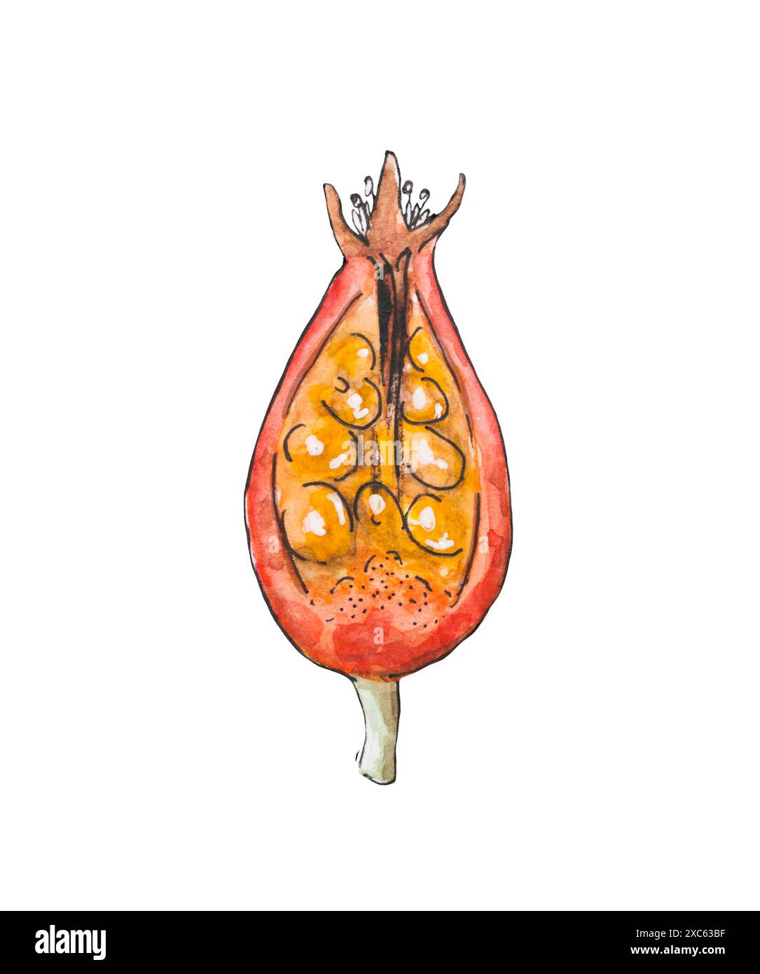 Watercolor illustration of a halved rose hip showing seeds and internal ...