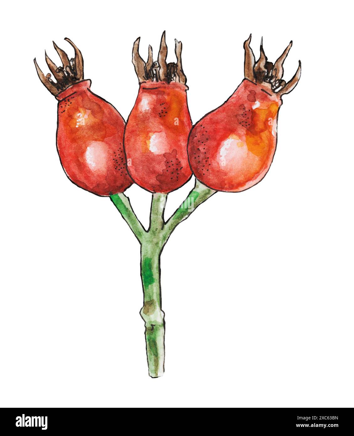 A detailed watercolor illustration of three ripe rose hips with green ...