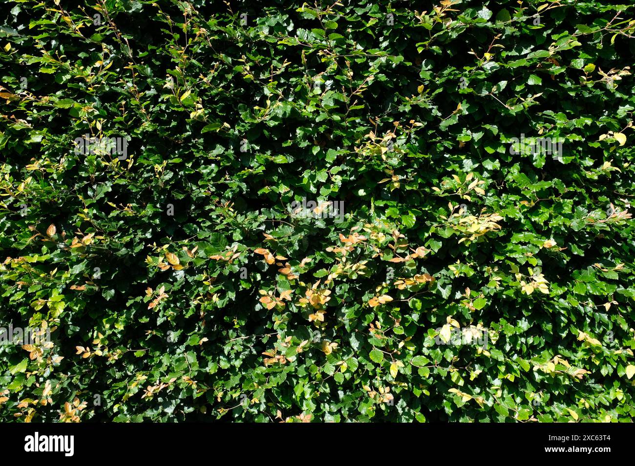 June 2024 - Green hedge wall texture for use as a design background ...