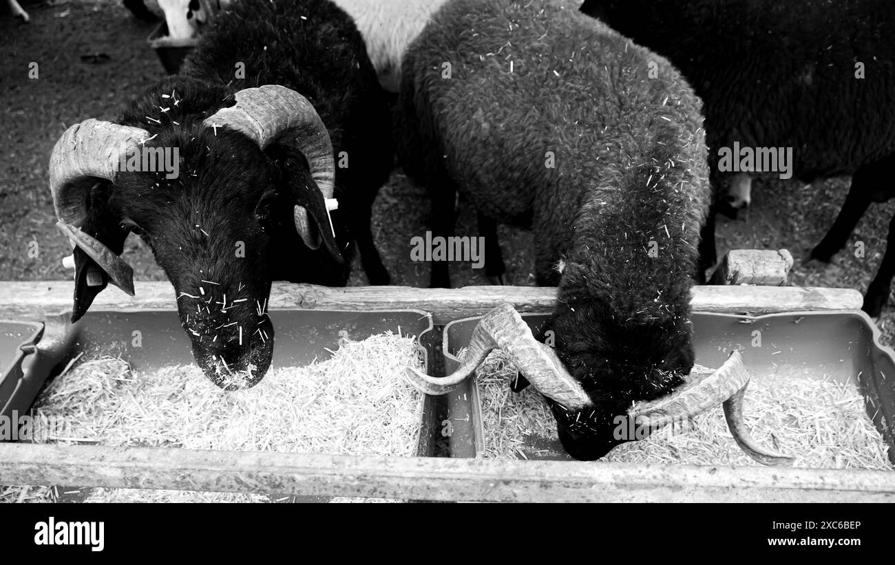 Trough market Black and White Stock Photos & Images - Alamy