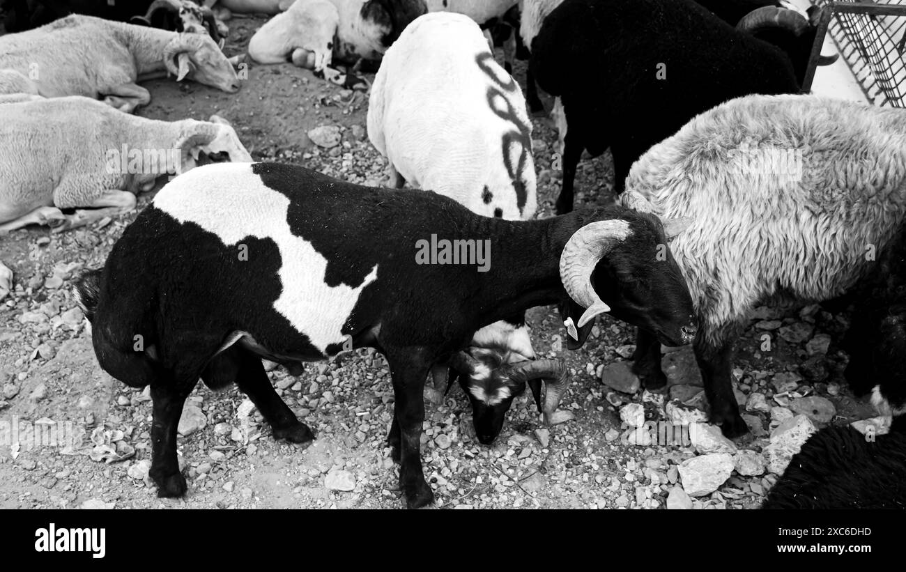 Muslim sacrifice animals Black and White Stock Photos & Images - Alamy