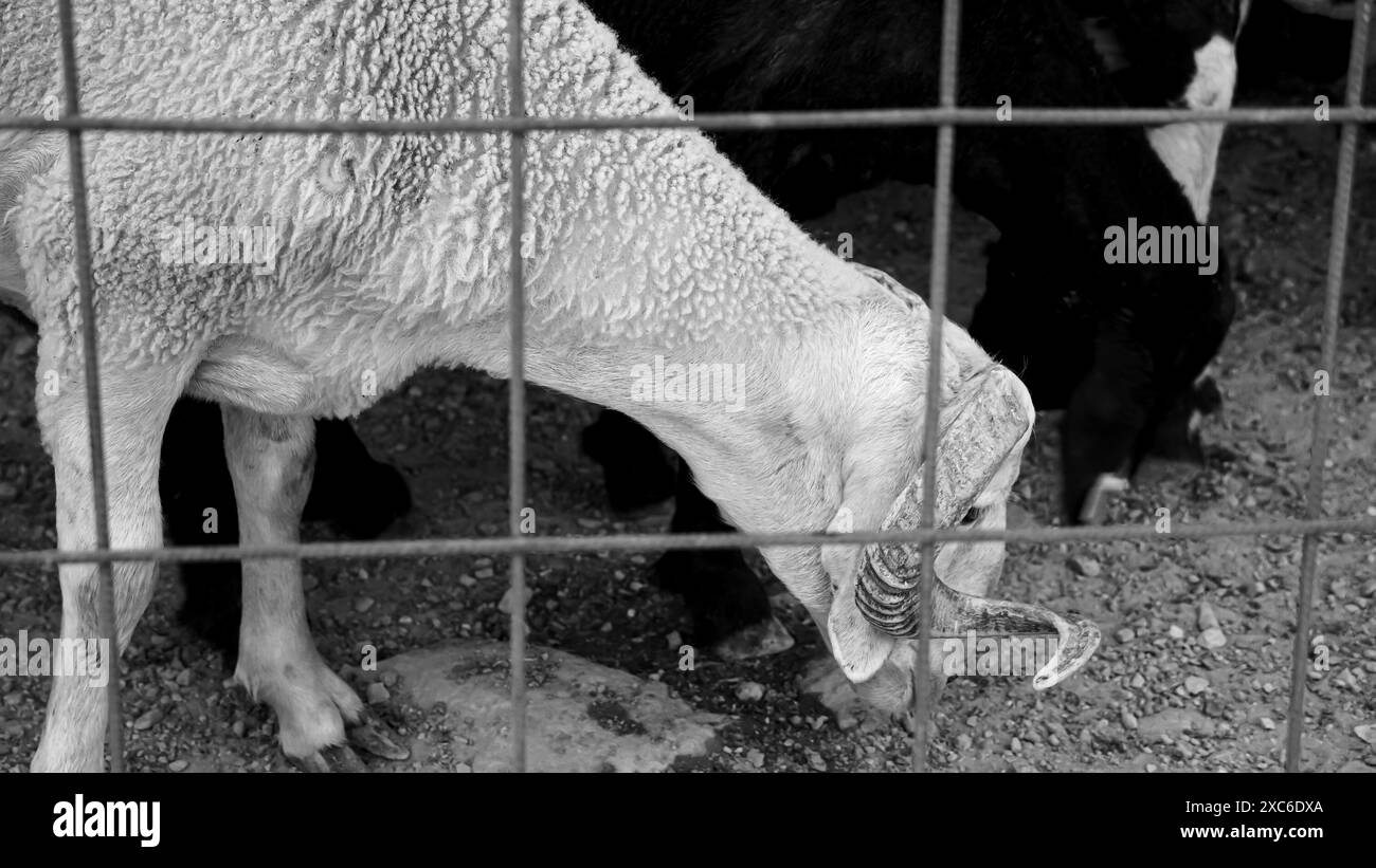 Trough market Black and White Stock Photos & Images - Alamy