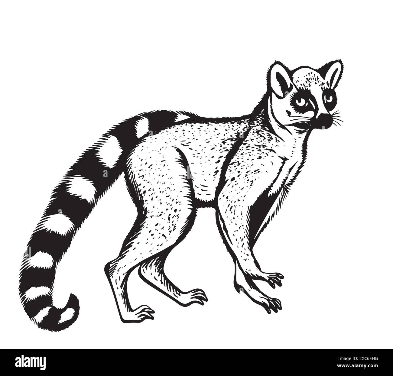 Lemur sketch hand drawn engraved vector illustration. Silhouette exotic Madagascar ring-tailed ...