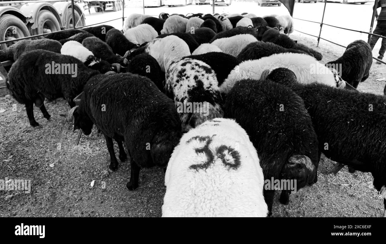 Vegetarisch Black and White Stock Photos & Images - Alamy